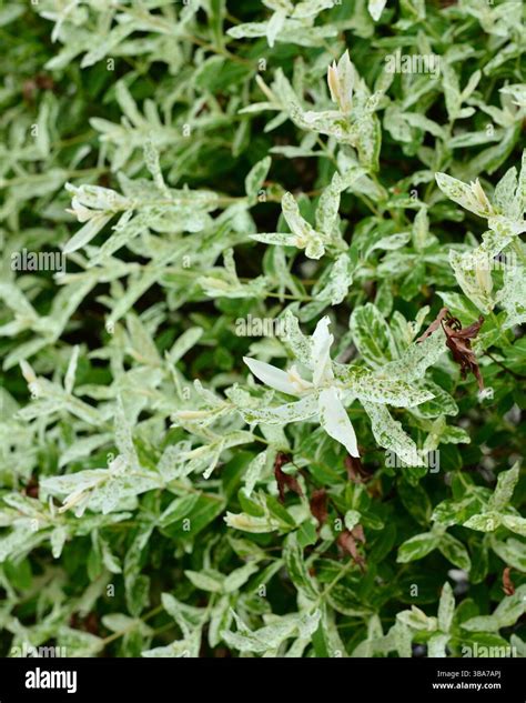 Japanese Willow Close Up Of Young Variegated Leaves Emerging Salix Integra Hakuro Nishiki
