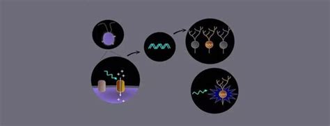 Optogenetics Focusing On The Brain And Its Behavior Green Leaf