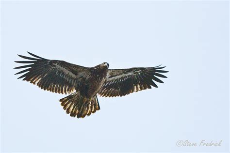 Bald Eagle Quotes Quotesgram