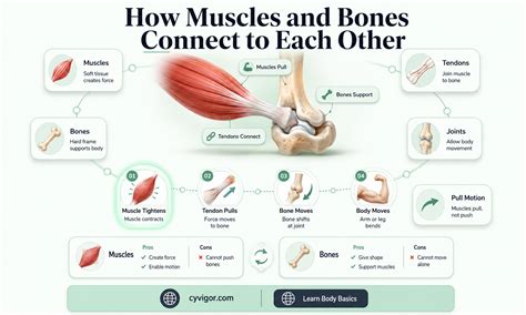 How Muscles And Bones Connect To Each Other Cyvigor