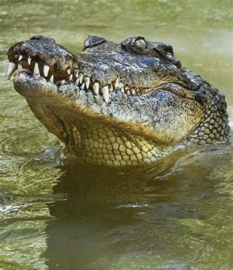 Explore The World Of Birds Crocodile Reference Crocodile Teeth Photo