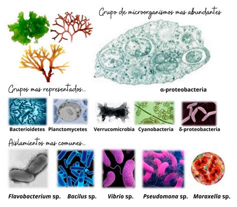Fotos De Diferentes Tipos De Microorganismos