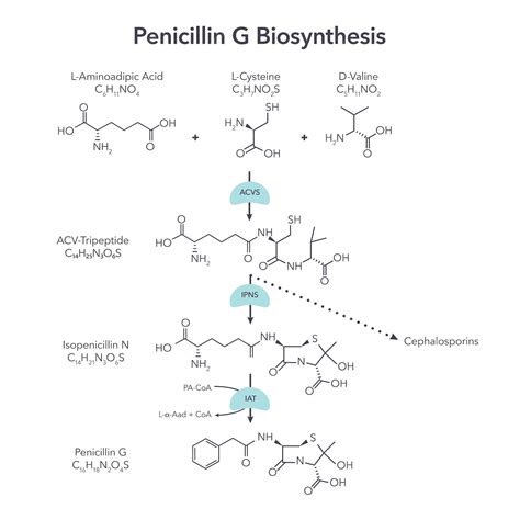 Premium Vector Penicillin G Biosynthesis Scientific Vector Illustration