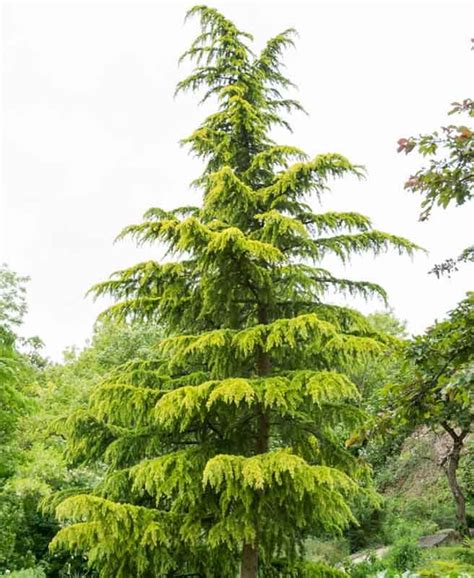 Cedrus Deodara Aurea Deodar Cedar Golden Himalaya Coni