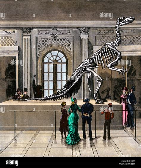 Iguanodon Full Skeleton