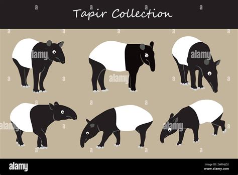 Tapir Vector Illustration Set Cute Tapir Isolated On White Background Stock Vector Image And Art