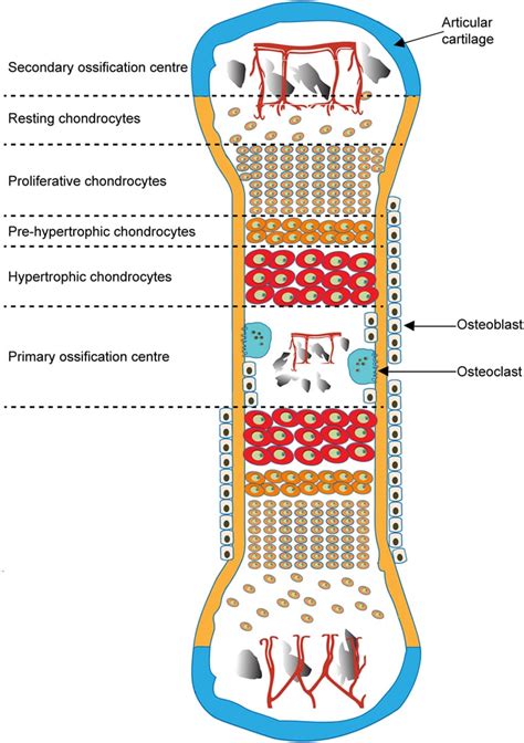 Physis Growth Plate Anatomy And Physiology Orthovellum