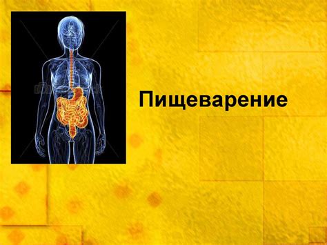 Пищеварение презентация онлайн