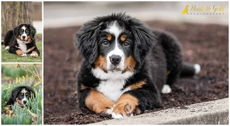 Bernese Mountain Dog Puppies Wallpaper