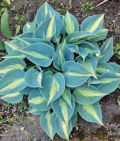 Catherine Hosta The Happy Hosta