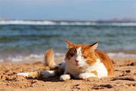 🔥 [40 ] Summer Cat Wallpapers Images Wallpapersafari