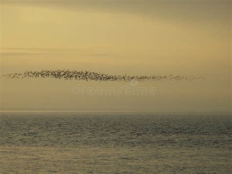 Migrating Birds Over The Sea At Sunset Stock Image Image Of Yellow