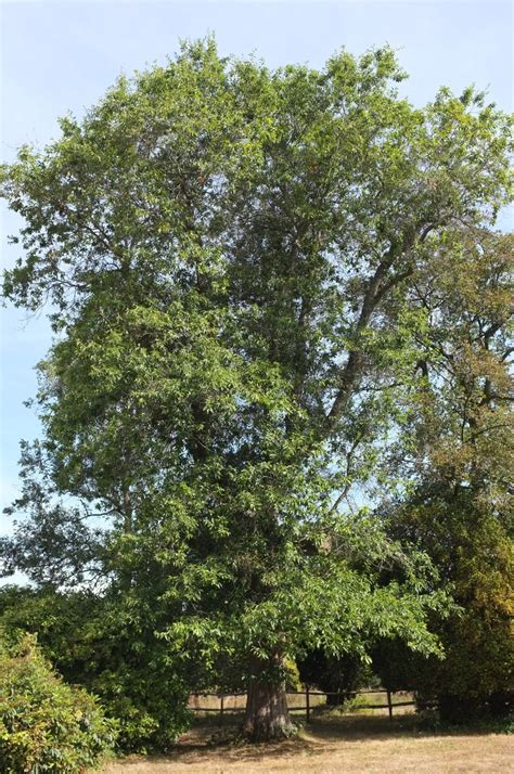 Quercus Imbricaria Trees And Shrubs Online