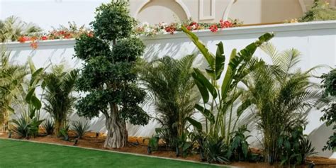 Your Guide To Thriving Greenery In The Desert Plants In Uae