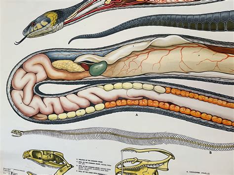 Snake Anatomy Educational Chart Patina Theory