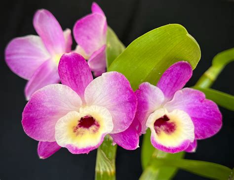 Dendrobium ‘snowflake Southern Suburbs Orchid Society Inc