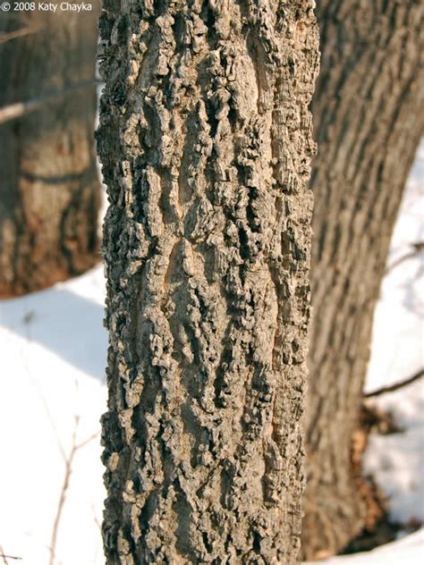 Celtis Occidentalis Hackberry Minnesota Wildflowers