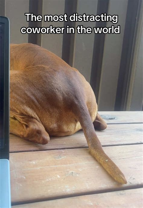 The Most Distracting Coworker A Funny Dog Video Tiktok
