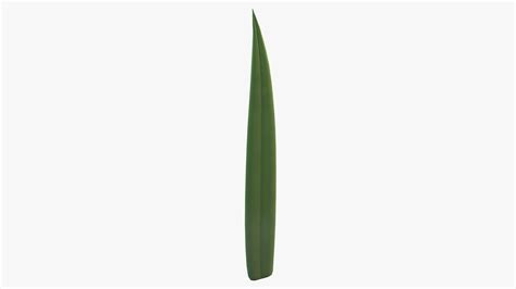 Single Blade Of Grass Texture Grass Blade 3d Model Turbosquid