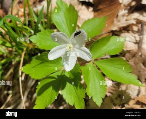 Wood Anemone Species Complex Anemonoides Quinquefolia Plantae