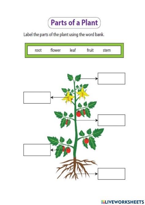 Parts Of The Plant Worksheet