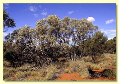 Eucalyptus Rosacea