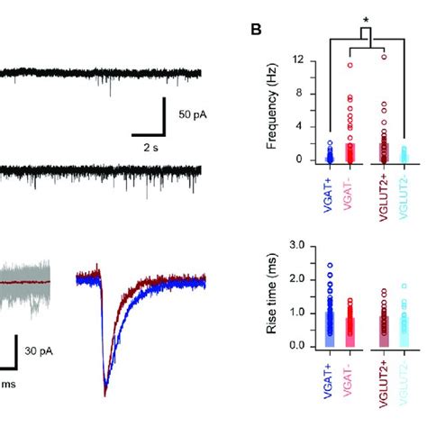 Properties Of The Excitatory Synaptic Drive To Excitatory And