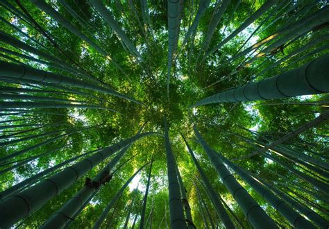 کیوتو ‌boom Adventure And Eco Tourism