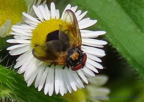 Phasia Aurulans Bugguide Net