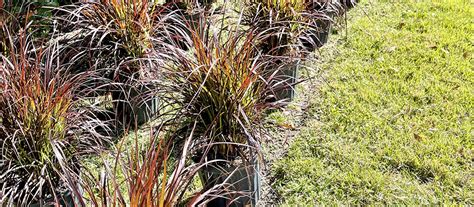 Types Of Soil In Florida Janscapes