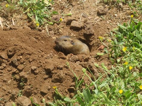 Treating The Problematic Gopher Lone Star Ranch Management