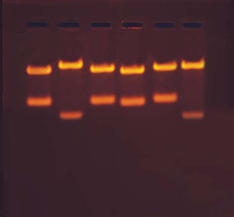 Principles Of Gel Filtration Chromatography Biotek