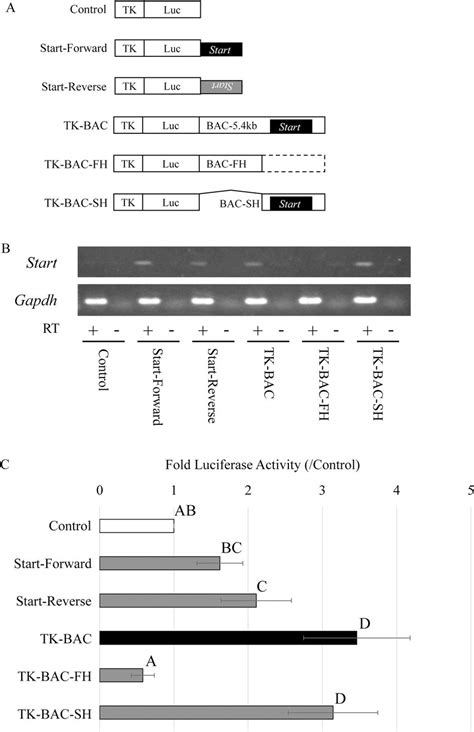Enhancer Activity Of Parts Of The Bac 54kb Sequence A Reporter