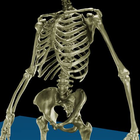 Realistic Human Skeleton 3d Model 🦴 High Quality Anatomy Reference