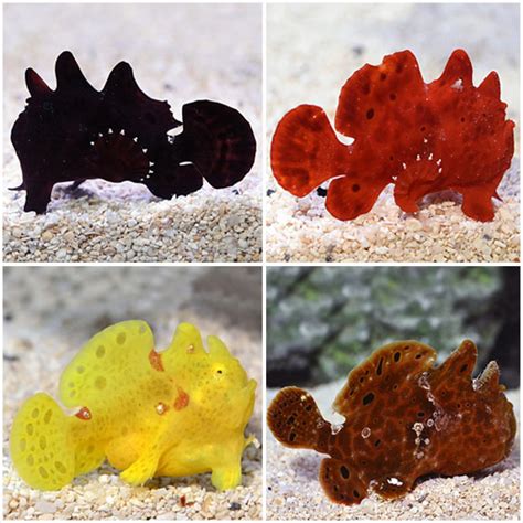 Assorted Angler Antennarius Sp