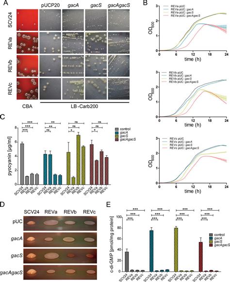 Complementation With Functional Gaca And Gacs Restores Scv24 Phenotype Download Scientific
