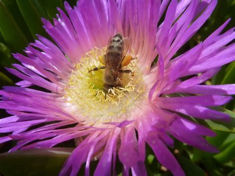Role Of Honey Bees In Ecosystem Pollination Ucnrs