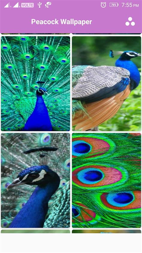 Peacock Wallpaper Apk For Android Download