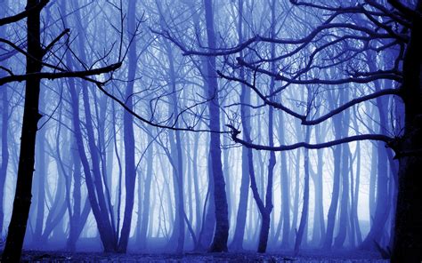 Blue Forest Background Vector Free Download At Kathleen States Blog