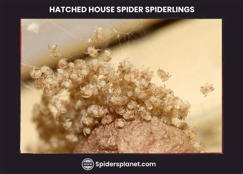 What Do House Spiders Eat Spiders Planet
