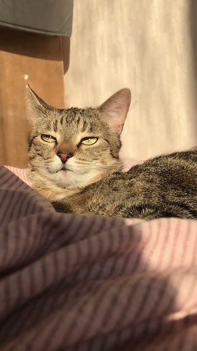Lazy Cat Afternoon Pure Relaxation On A Fluffy Bed Ii Time Lapse Ii