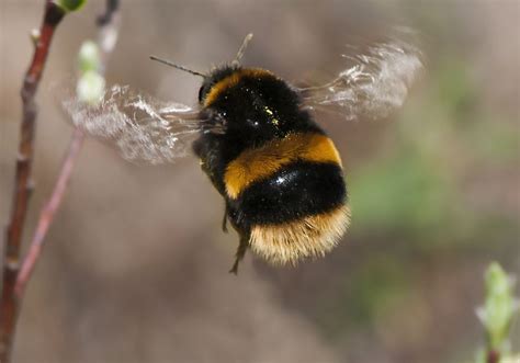 Big Fat Bumble Bees Fuzzy Buzzing Pollinators