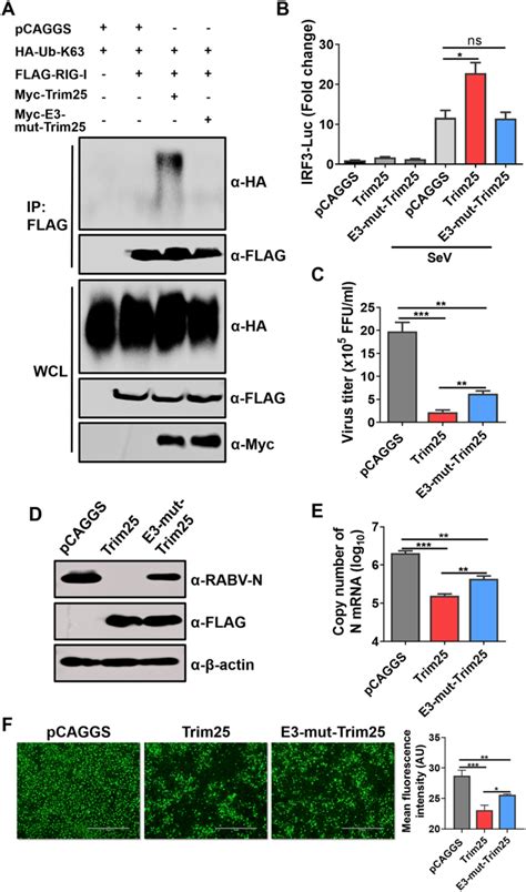 Trim25 Restricts Rabies Virus Replication By Destabilizing