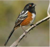 Local Wildlife Species Preserve Sonoma County Wildlife