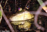 Sounds Of American Bullfrog Lithobates Catesbeianus