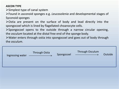 Canal System In Spongespptx
