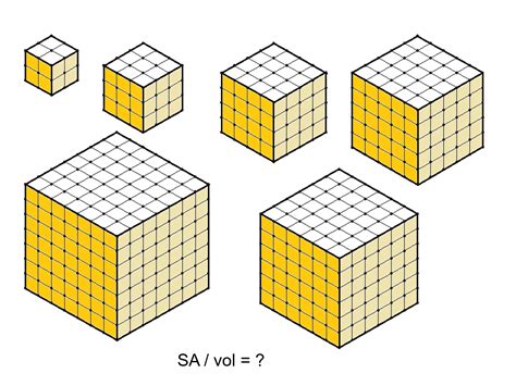 MEDIAN Don Steward Mathematics Teaching Cube Number Introduction