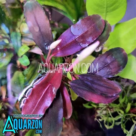 How To Grow Bucephalandra Fast At Evie Rounsevell Blog