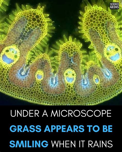 Lemons And Dreams Added A New Photo Lemons And Dreams