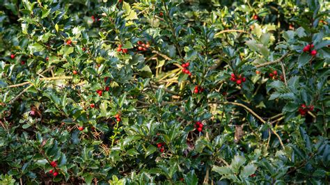 Holly Bushes How To Grow And Care Green Packs